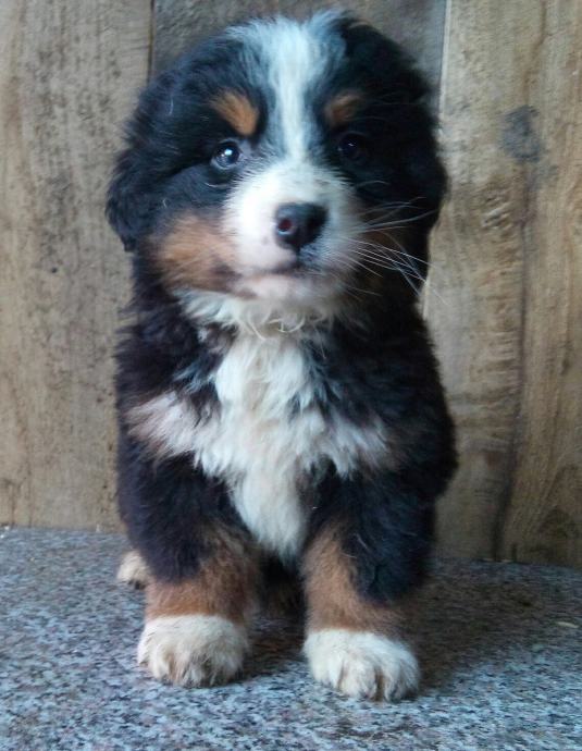 Bernski planinski pas - štenci