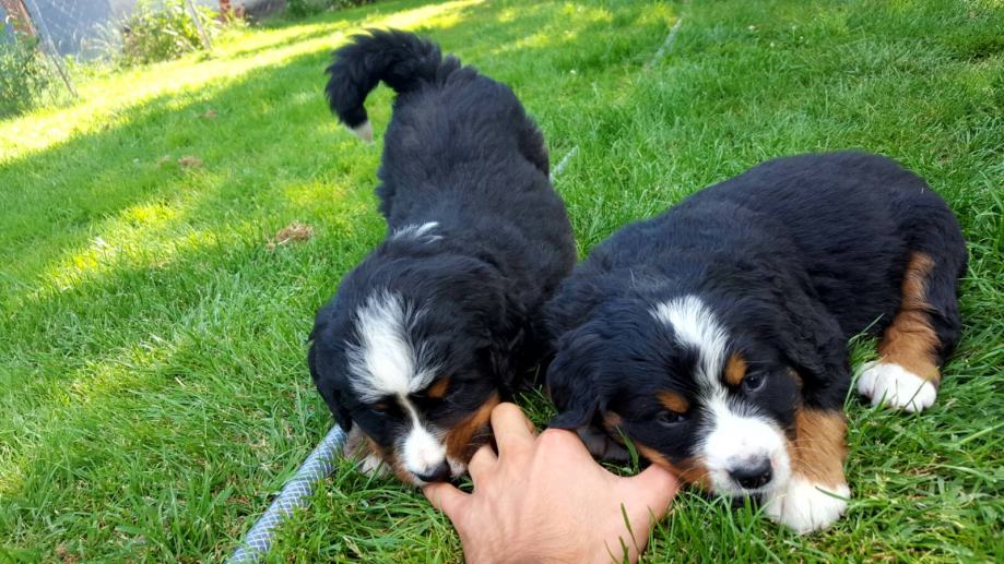 Bernski planinski pas stenci