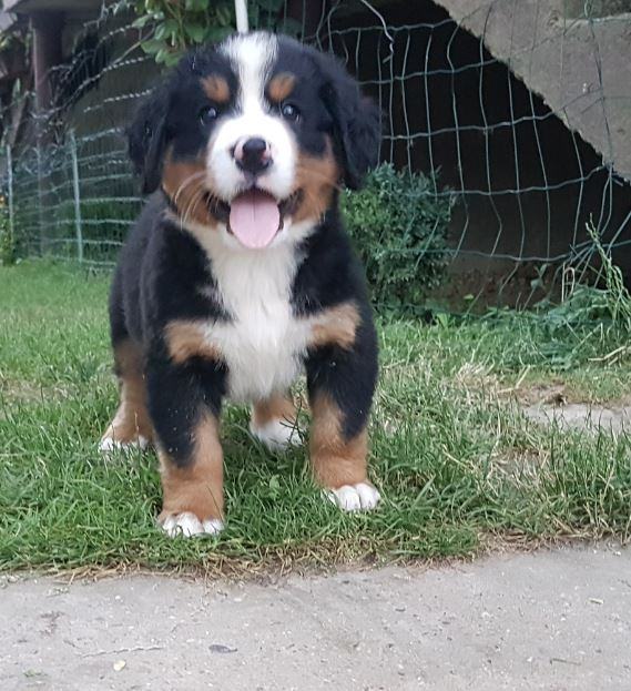 Bernski planinski pas, štenci