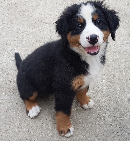 Bernski planinski pas, štenci