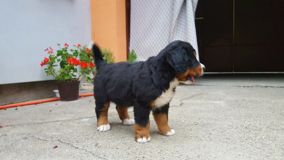 Bernski planinski pas - stenci