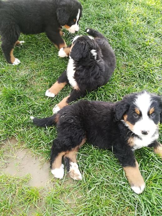 Bernski planinski pas štenci