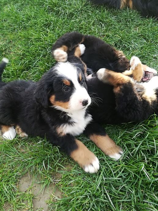 Bernski planinski pas štenci