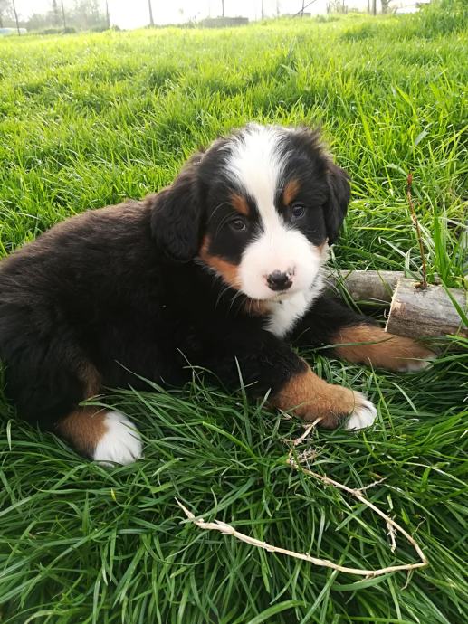 Bernski planinski pas štenci