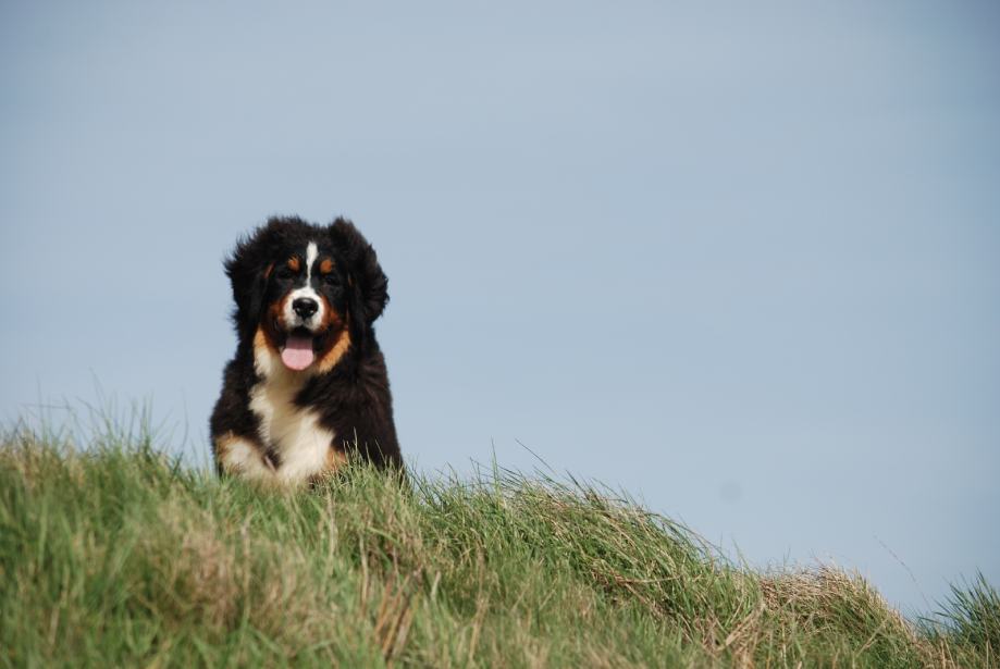 Bernski planinski pas (zenka)