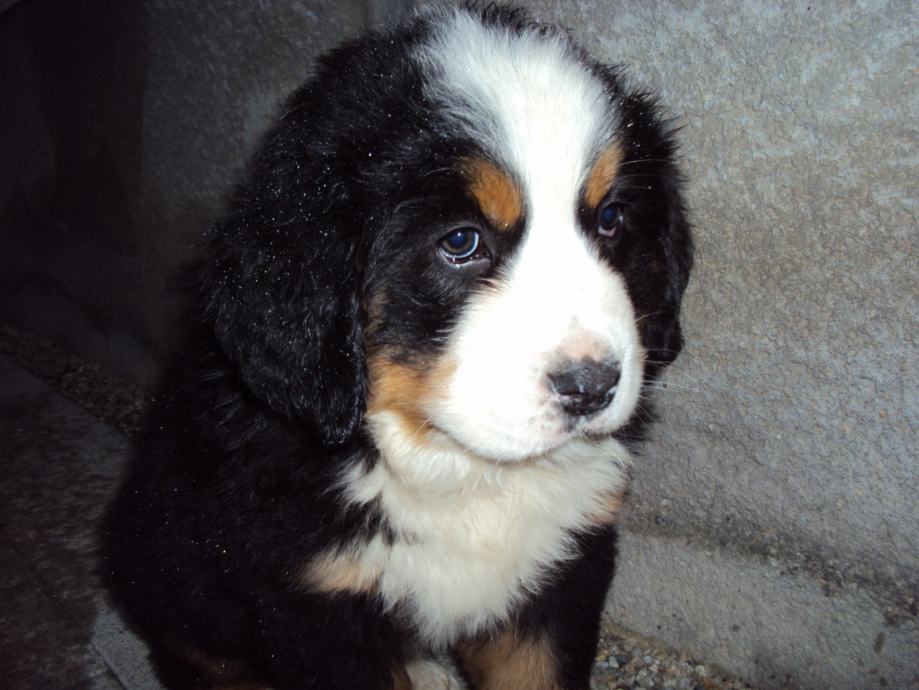 bernski planinski pas, žensko štene