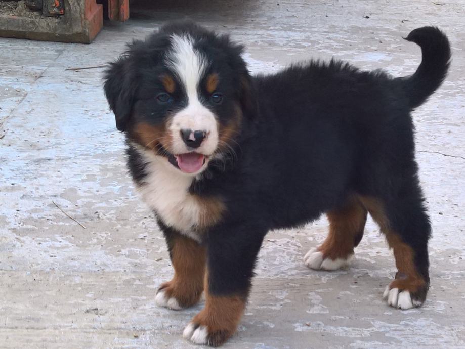 Bernski planinski psi, štenci, 2 mj starosti, Križevci