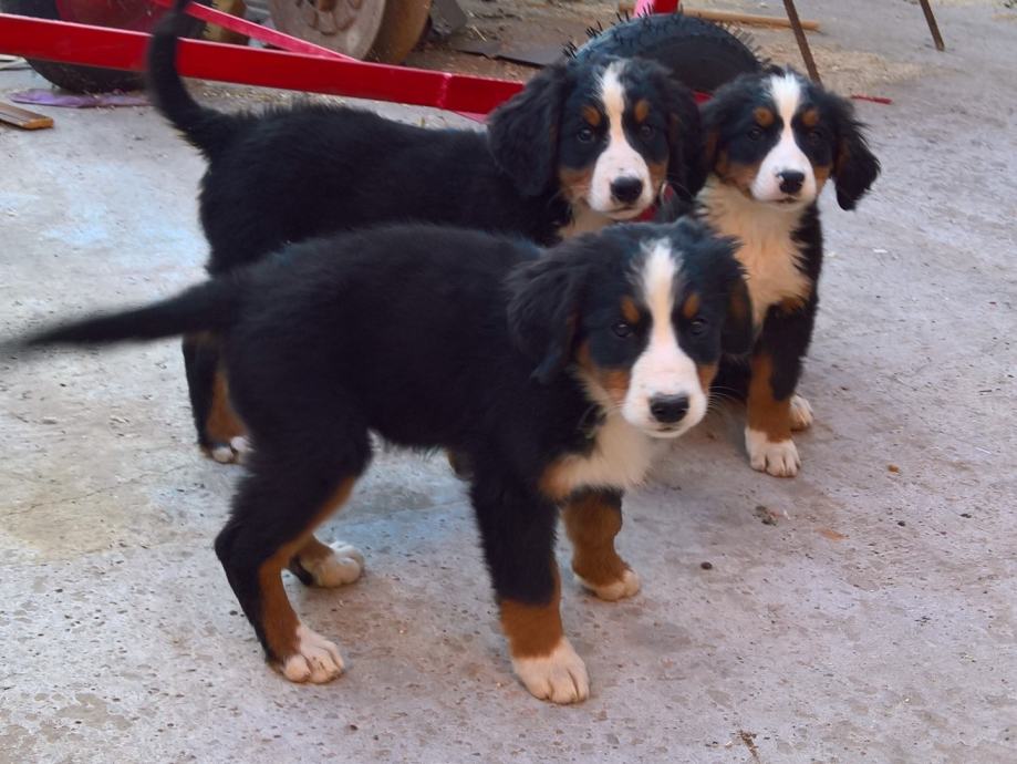 Bernski planinski psi, štenci, Križevci