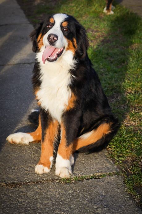 Bernski planinski psi