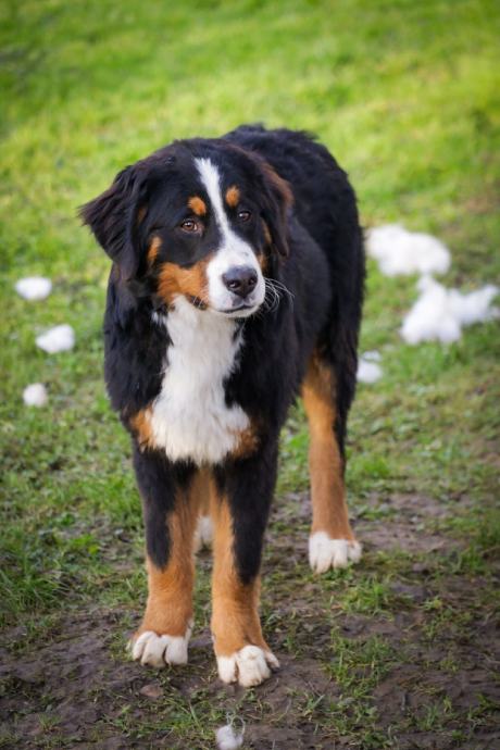 Bernski planinski psi