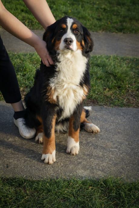 Bernski planinski psi