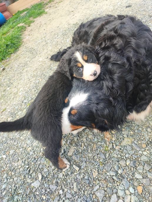 Bernski planinski psi štenci