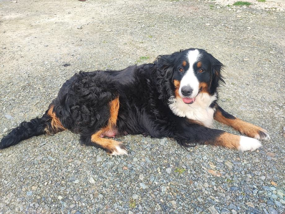 Bernski planinski psi štenci