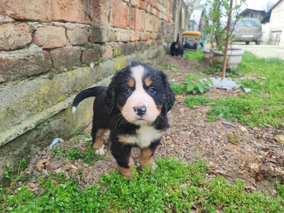 Bernski planinski psi štenci