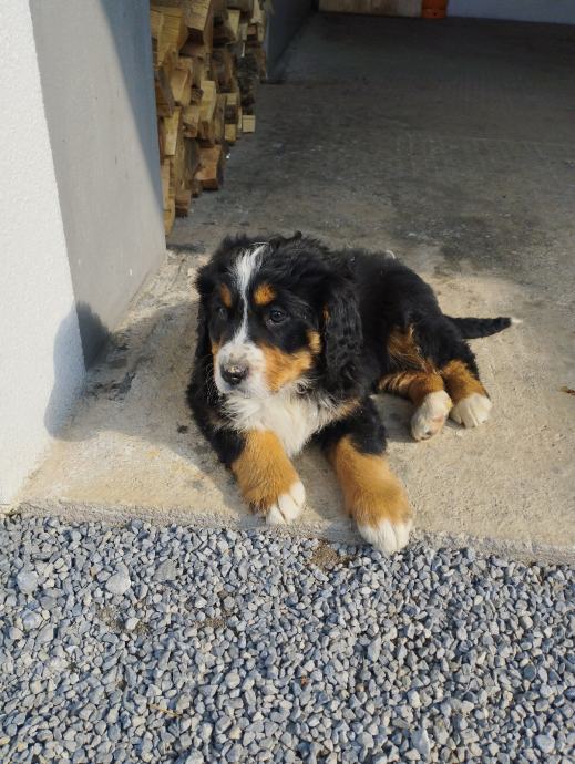 bernski planinski pas štenci