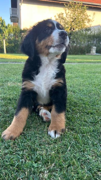 Bernski Planinski Pas Štenci