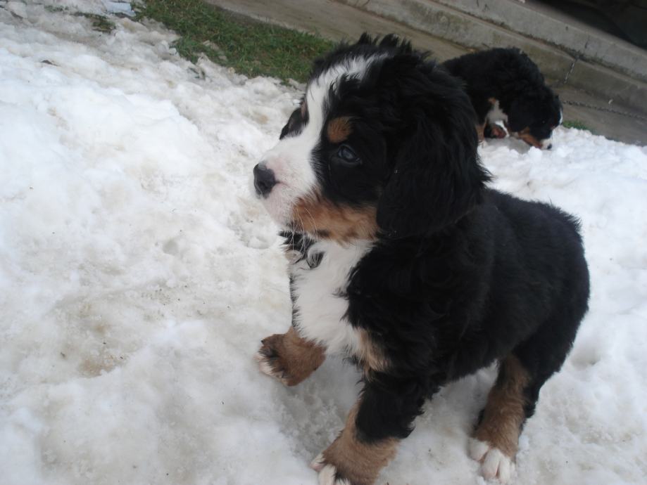 BERNSKI PLANINSKI PAS - ŠTENCI