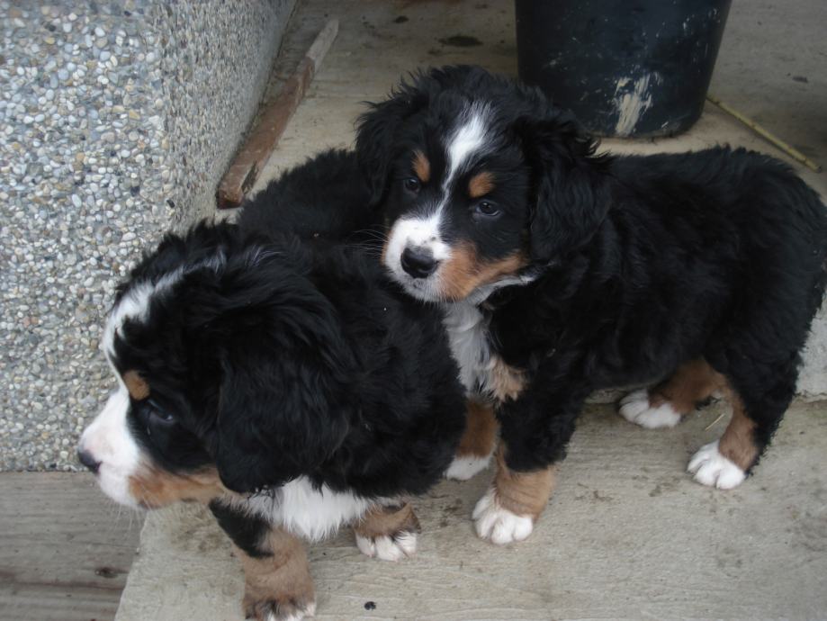 BERNSKI PLANINSKI PAS - ŠTENCI