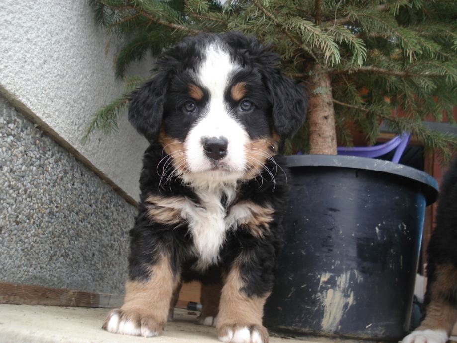 BERNSKI PLANINSKI PAS - ŠTENCI