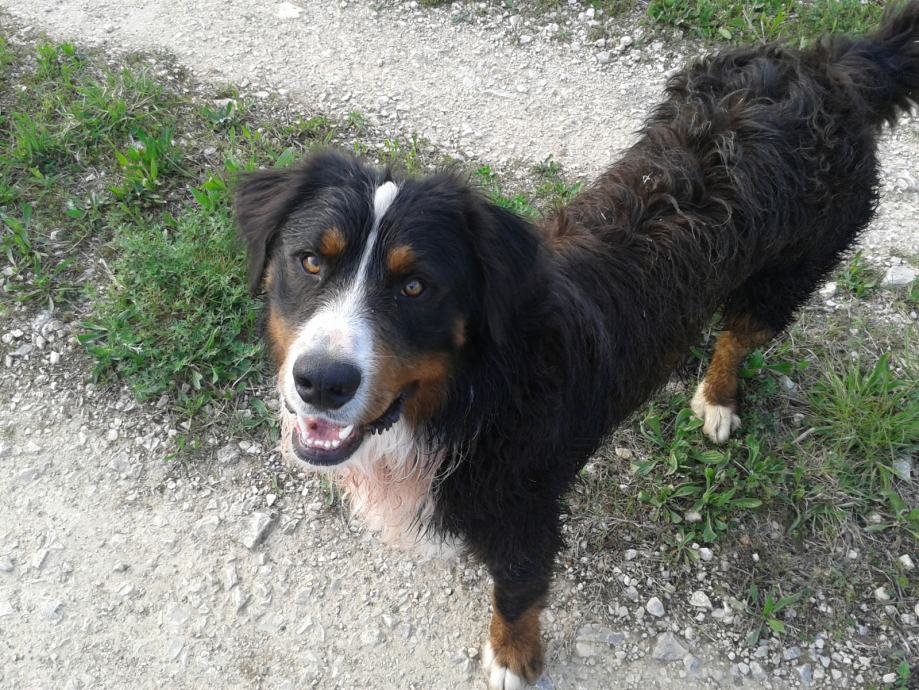 Bernski planinski pas za parenje