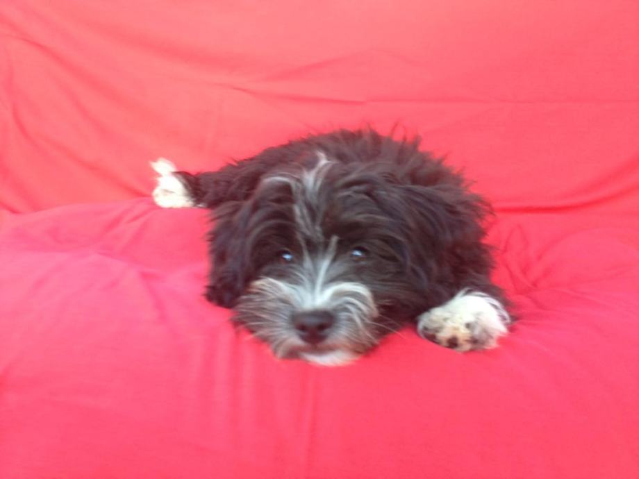 Bichon havanese crno-bijeli