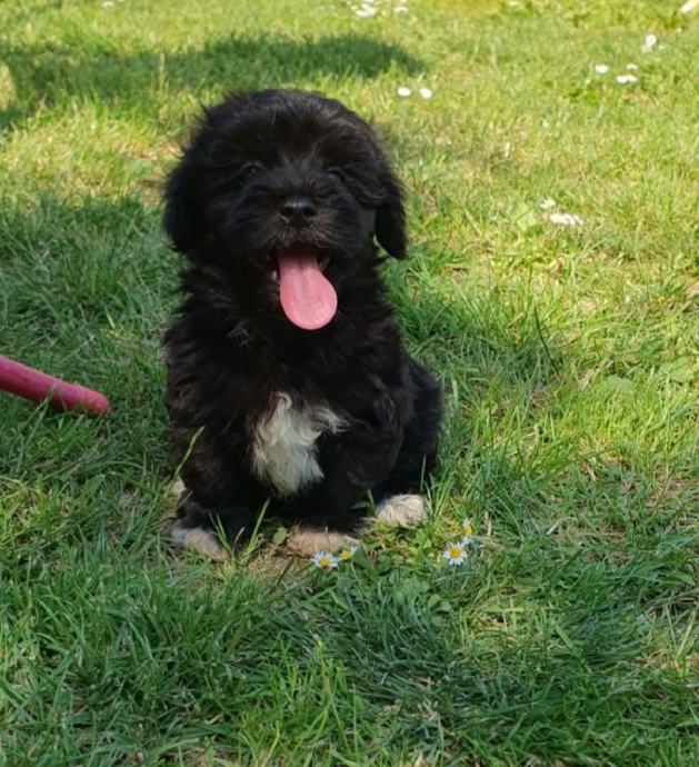 Bichon havanese/havanezer/havanski bišon(besplatna dostava do Zagreba)