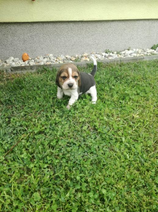 Bigl / Beagle štenci