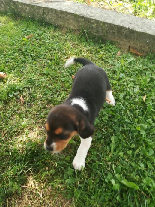 Poklanjam Bigl štence