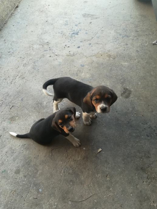 Poklanjam Bigl štence