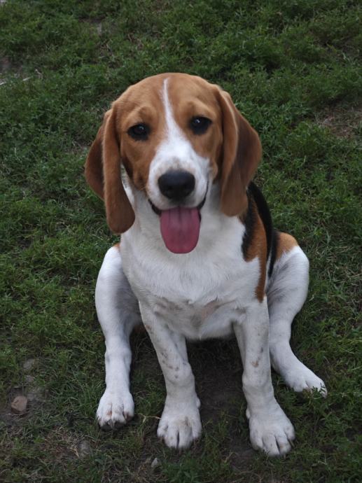 PRILIKA !!! Bigl/Beagle štenci(prijevoz za njemačku)