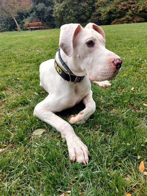 Njemačka doga, 10 mjeseci star traži dom