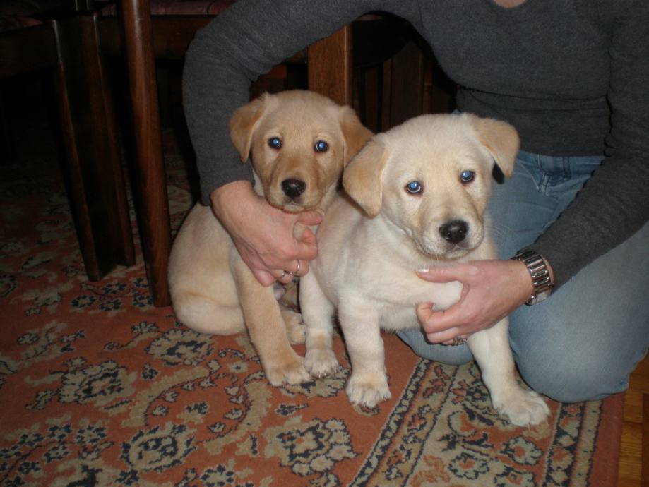 BIJELI MEDENJACI - LABRADORI