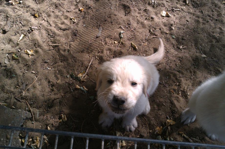 Bijeli i Zlatni Retriveri