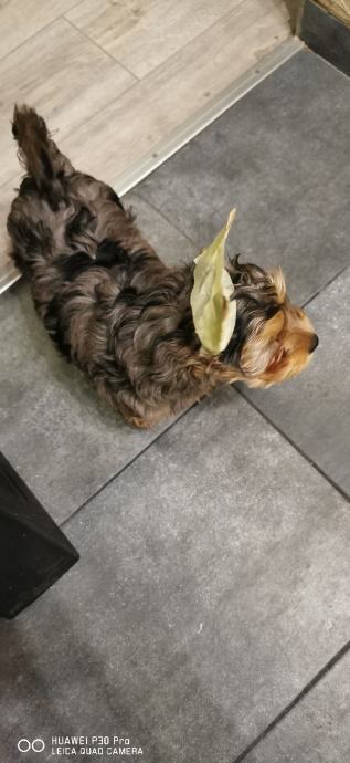 Yorkeski terijer stenci