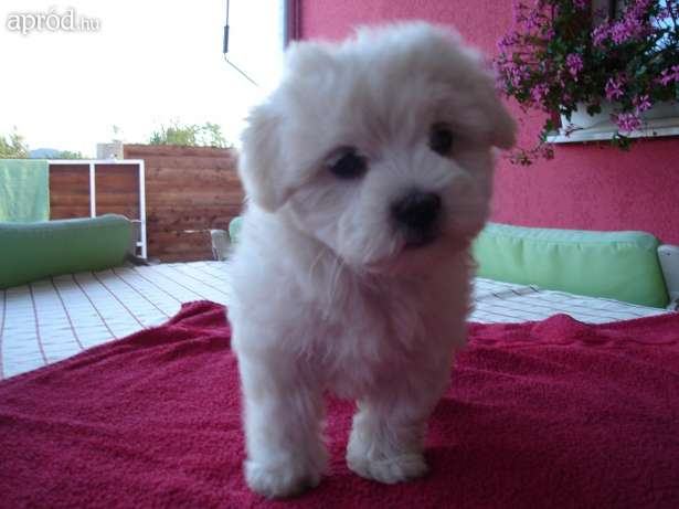 bolonjski pas stenci