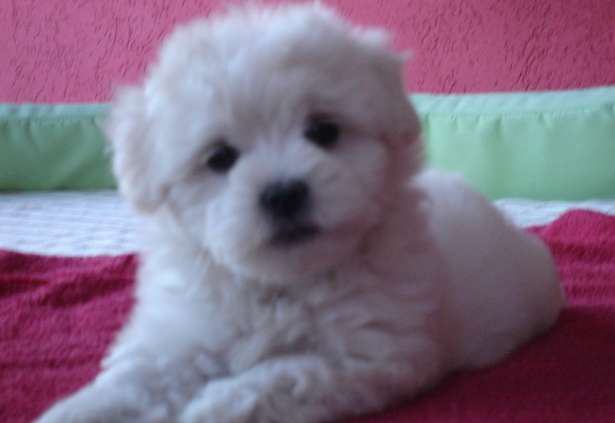 bolonjski pas stenci