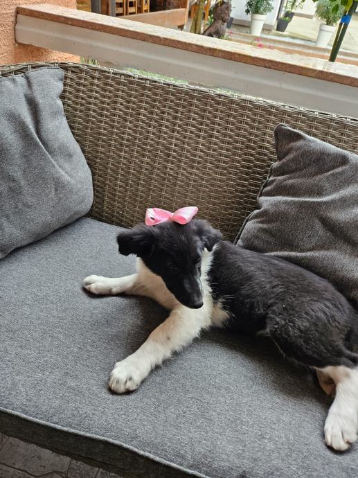 Border colie žensko štene