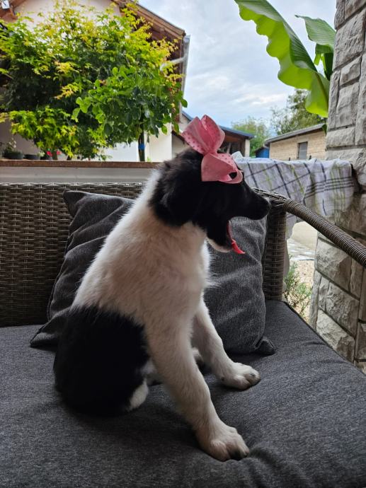 Border colie žensko štene