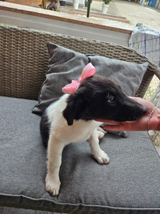 Border colie žensko štene