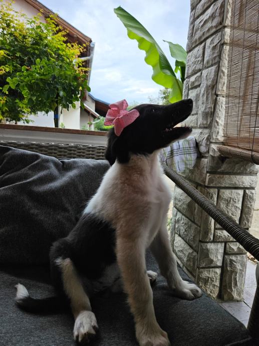 Border colie žensko štene