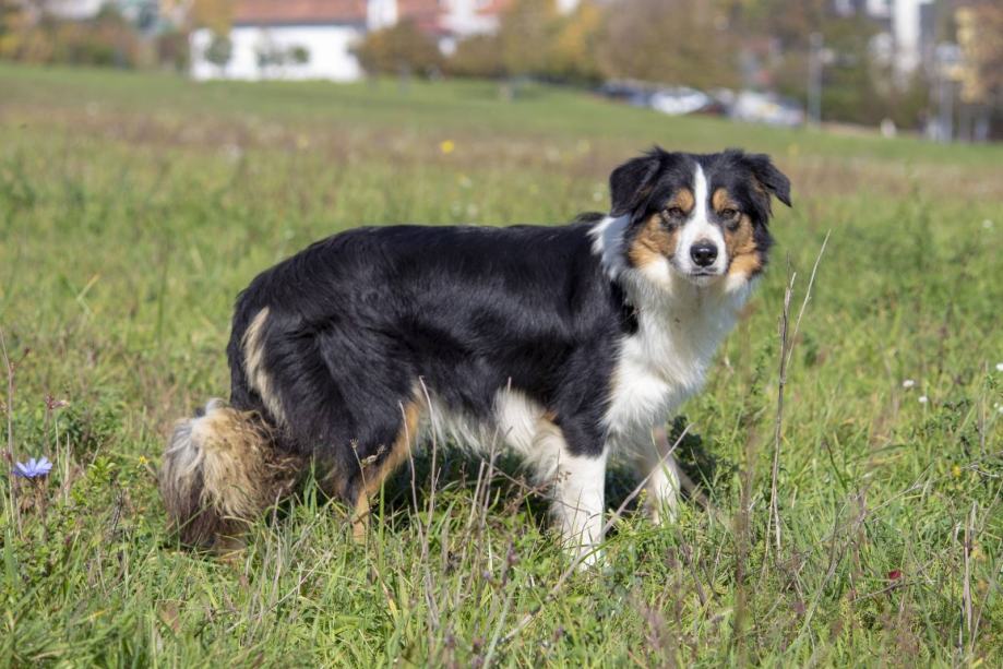 Border collie stenci