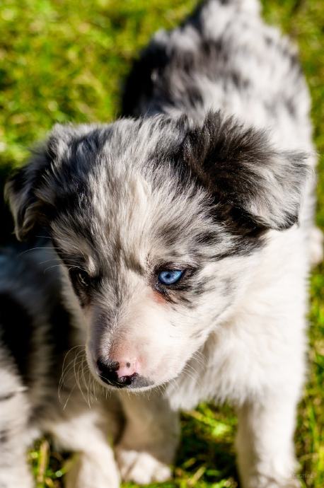 Border collie stenci