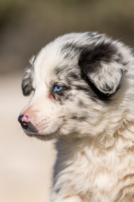 Border collie stenci