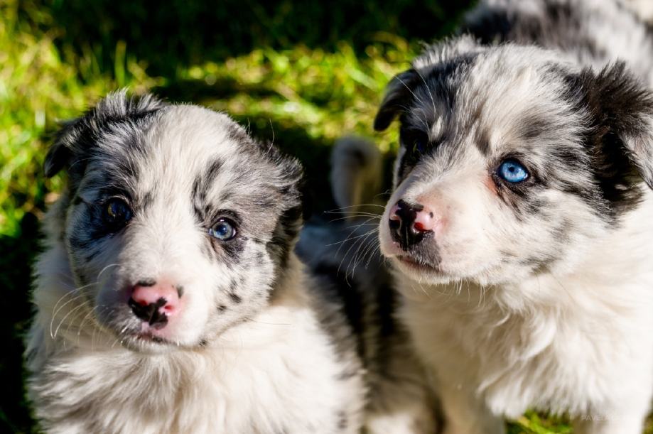 Border collie stenci