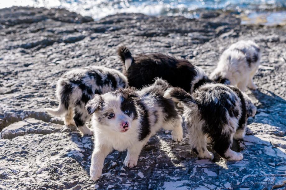 Border collie stenci