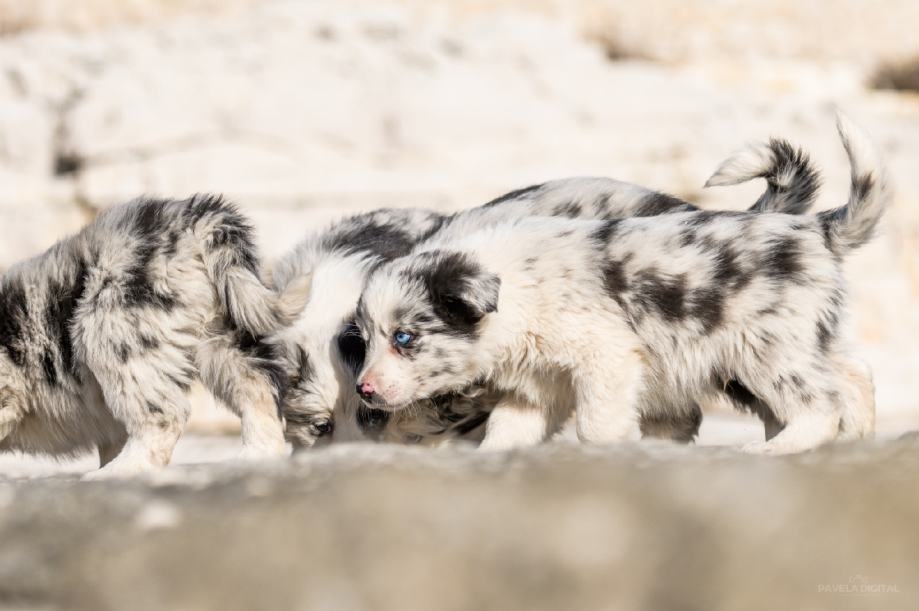 Border collie stenci