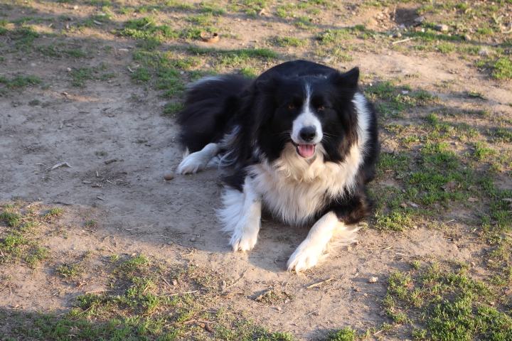 BORDER COLLIE ŠTENE-CIJEPLJEN, ČIPIRAN, SPREMAN ZA NOVI DOM :)