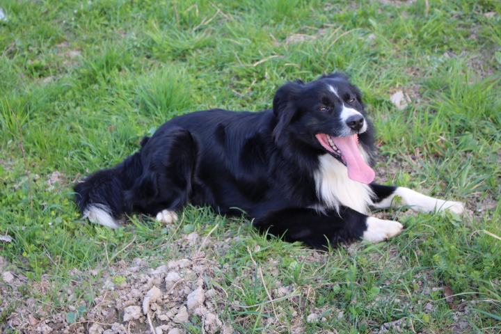 BORDER COLLIE ŠTENE-CIJEPLJEN, ČIPIRAN, SPREMAN ZA NOVI DOM :)