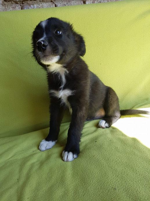 BORDER COLLIE ŠTENE-CIJEPLJEN, ČIPIRAN, SPREMAN ZA NOVI DOM :)