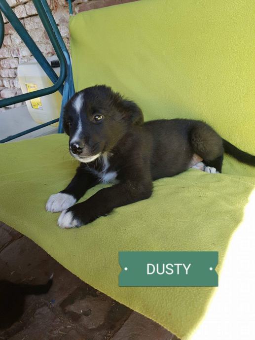 BORDER COLLIE ŠTENE-CIJEPLJEN, ČIPIRAN, SPREMAN ZA NOVI DOM :)